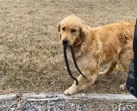 자신이 사냥한 뱀 입에 꽉 물고 와서는 집사 선물이라며 적극적으로 들이미는 골든 리트리버