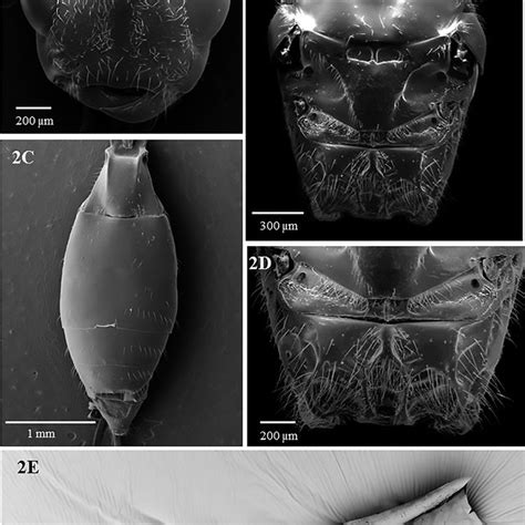 Pollen Grains Of Passiflora Using A Light Microscope Lm﻿ And A