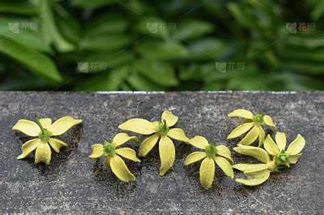 依兰依兰花与雨滴