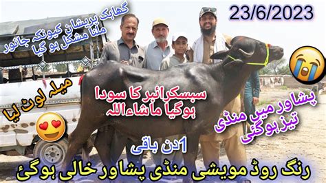 Ring Road Mandi Peshawar Mein Janwar Khatam 😱 27623 Subscriber Ka