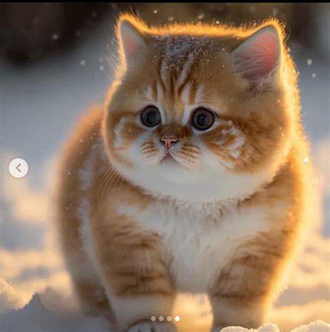 Fluffy Kitty Purr R Aww