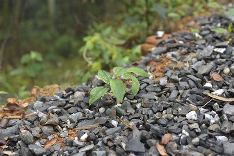 Natural Polygonatum Free Photo On Pixabay Pixabay