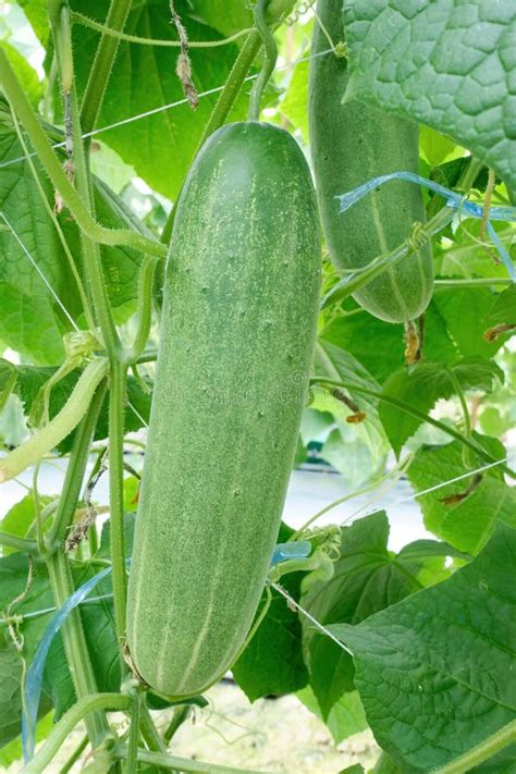 Cucumber Fruit Growing On The Plant Stock Image Image Of Fruit Cucumber 262480475