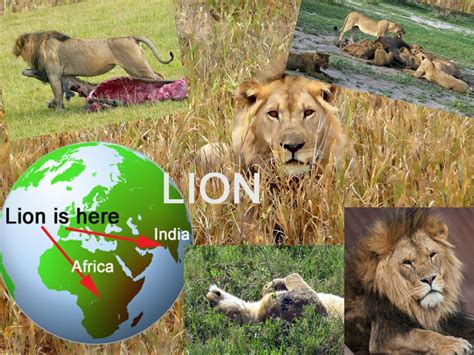 Lion Habitat