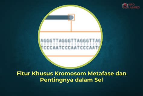 Fitur Khusus Kromosom Metafase Dan Pentingnya Dalam Sel