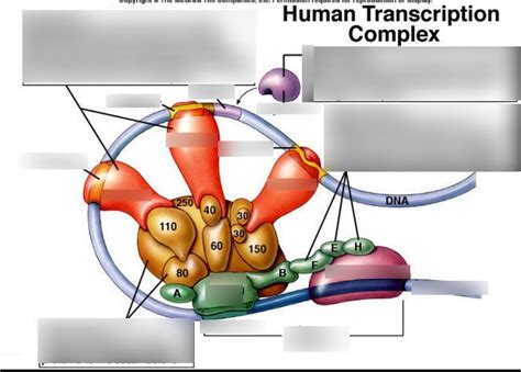 Human Transcription Complex Diagram Quizlet