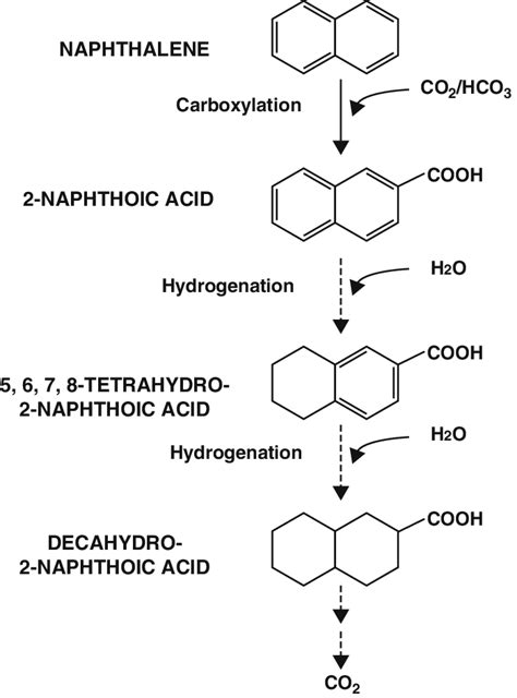 Proposed Metabolic Pathway For Naphthalene Under Sulfate Reducing
