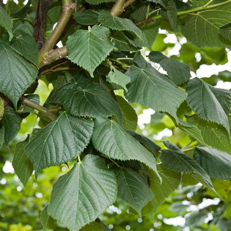 Lipa Szerokolistna Fastigiata