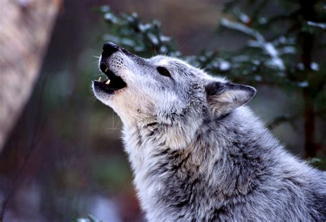 🔥 130 Howling Wolf Wallpapers Wallpapersafari