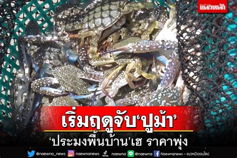 ข่าว Like สาระ เริ่มแล้วฤดูจับ‘ปูม้า ประมงพื้นบ้านเฮราคาพุ่ง ตัวใหญ่