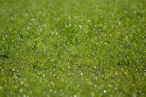 Hierba Verde Naturaleza Foto Gratis En Pixabay Pixabay
