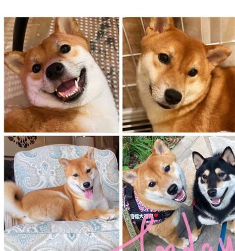 以柴犬为宠物，冬天可以室外养吗？（冬季室外养柴犬的注意事项和必备条件）村客网