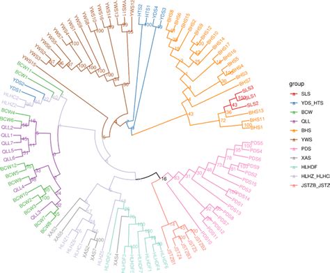 The Neighbor Joining Phylogenetic Tree Based On Genetic Distance Matrix