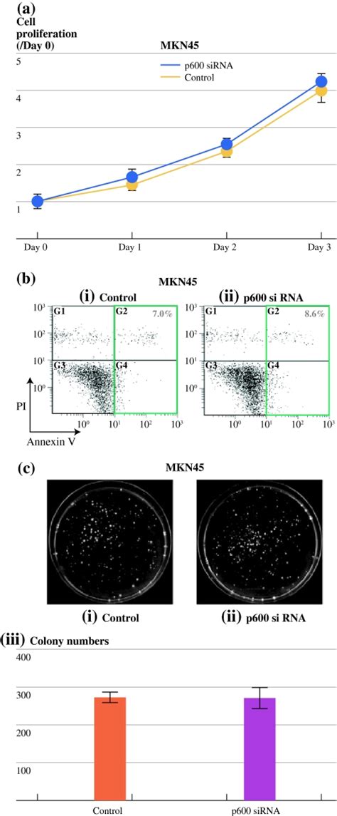 Inhibition Of P600 Does Not Affect Cell Proliferation Apoptosis And