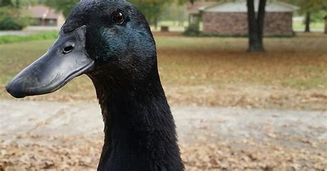Duck Album On Imgur