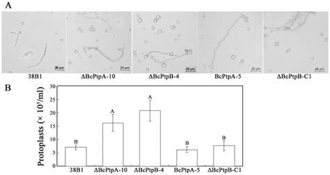 A Fungal Mycelia Of Each Strain Were Cultivated In Yepd Medium For 28