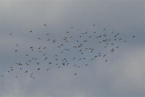ムナグロ飛ぶ 歌旅鳥の野鳥
