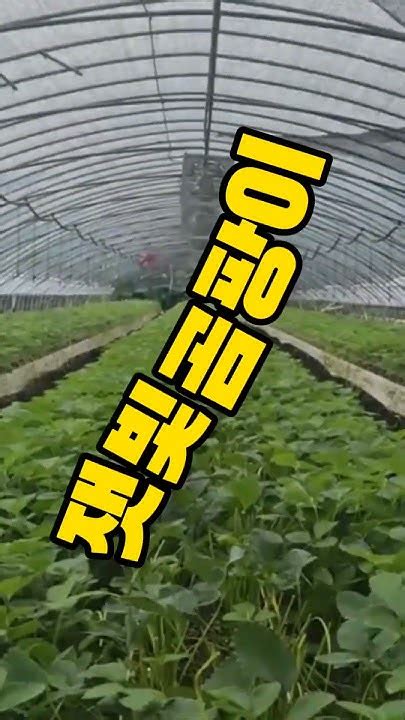 딸기재배 최대의 적 탄저병 역병 시들음병 흰가루병 잿빛곰팡이 Youtube