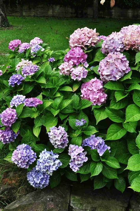 The Best Heat Tolerant Hydrangea Varieties Hydrangea Love