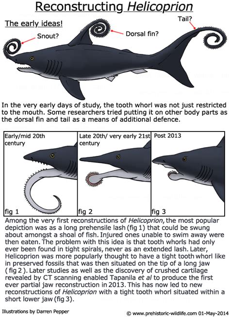 Bias In The Fossil Record