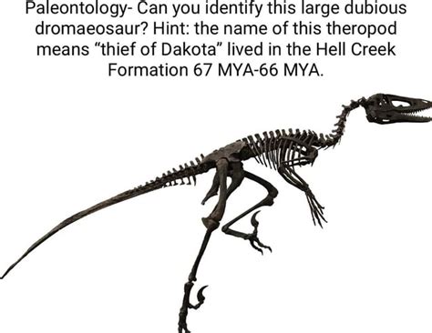 Paleontology Can You Identify This Large Dubious Dromaeosaur Hint