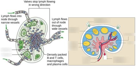 Diagram Of Week 3 Lymph Nodes Quizlet