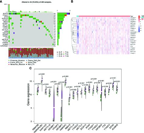 A The Mutation Frequency Of 21 M6A Regulators In 289 Patients With Download Scientific