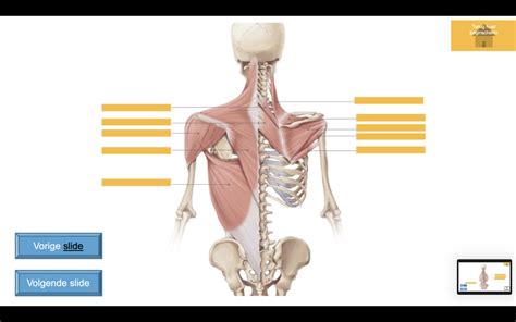 Diagram Spieren Rug Quizlet