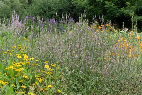 Vervain Herbs Herbal Reality