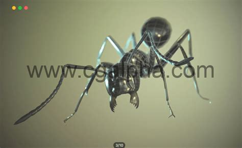 Unity 蚂蚁动画模型 Black Garden Ant Cgais