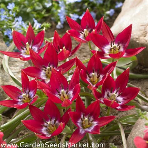 Xxl Set 120 Lukovica Tulipana Izbor 12 Najintrigantnijih Sorti Garden Seeds Market