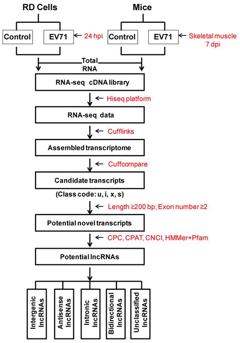 Characterization Of Critical Functions Of Long Non Coding Rnas And