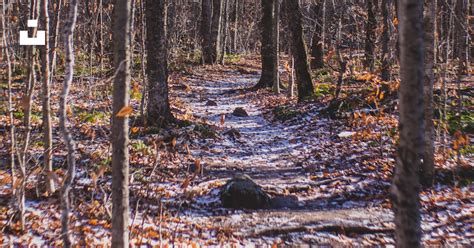 땅에 나뭇잎이있는 숲속의 길 사진 Unsplash의 무료 식물 이미지