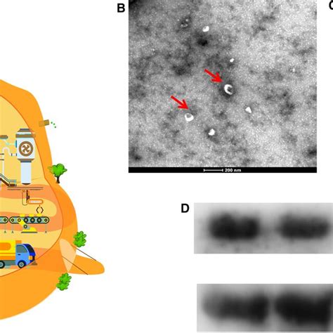 Schematic Image For Cell Secreted Or Circulating Exosomes A A Cell