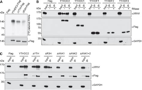 Figure 2 From The M6a Reader Protein Ythdc2 Interacts With The Small Ribosomal Subunit And The 5