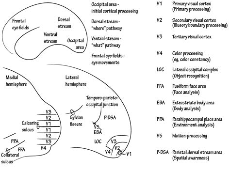 neuroanatomy cortical visual processing part 2 ditki medical