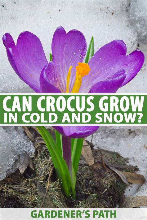 Can Crocus Grow In The Cold And Snow Gardeners Path