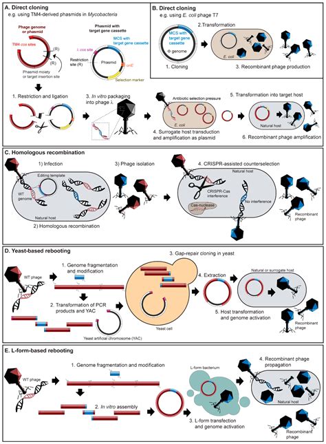 Reporter Phage Based Detection Of Bacterial Pathogens Design