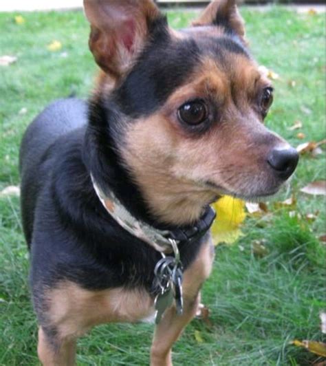 Iva A G On Linkedin Just A Dollip Of Daisy Before Rocco There Was