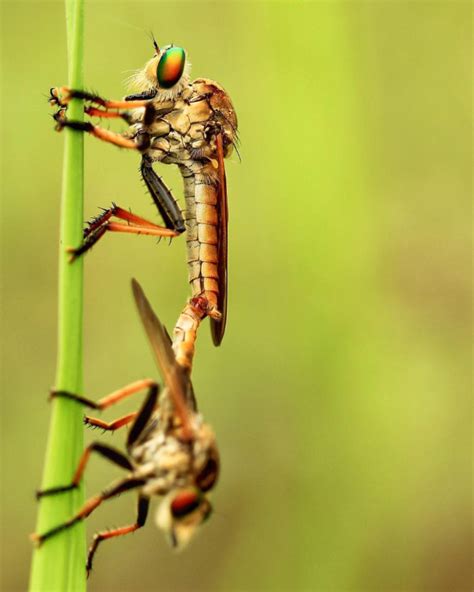 The Worlds Most Romantic Gallery Of Insect Sex Design You Trust