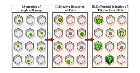 Forming Single Cell Derived Colon Cancer Organoid Arrays On A Microfluidic Chip For High
