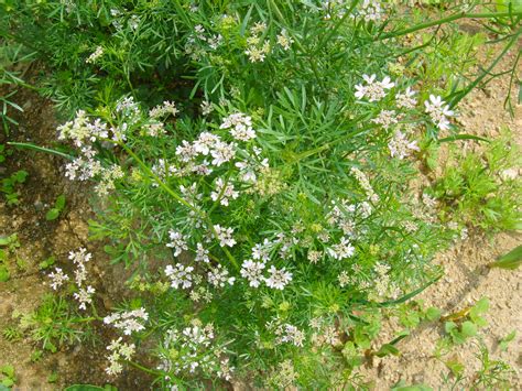 식물 고수 식물 생물종 Bric