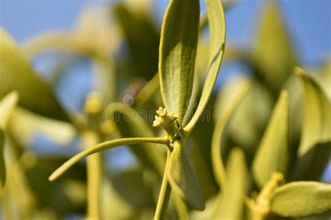 Mistletoe Viscum Stock Photo Image Of Spring Plant 275194014