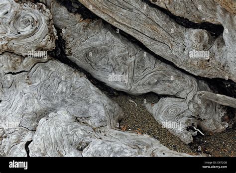 Patterns In Driftwood On Hot Springs Island Haida Gwaii Queen Charlotte