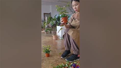 꽃집창업의 현실을 이야기하는 우리들의 숲 우숲 포트식물 관리하기~ 더 자세한 내용은 인스타그램 우숲을 검색하세요 Youtube
