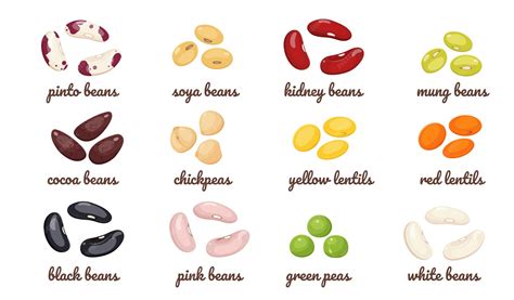 Premium Vector Legumes With Different Types Of Beans Vector Set Of