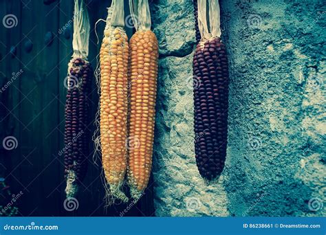 Different Color Corn Stock Image Image Of Door Colorful 86238661