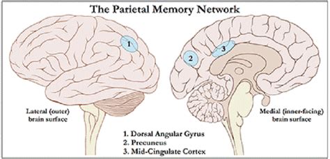Novel Memory Pathway Helps Us Recognize Whats New And Whats Familiar Neuroscience News