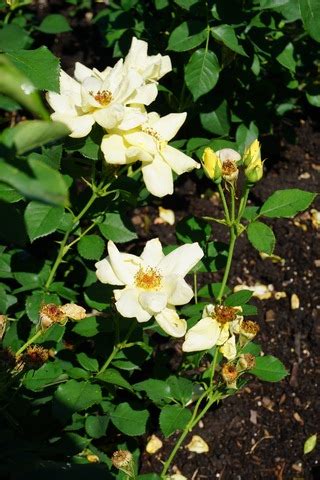 Carefree Sunshine Rose Rosa Carefree Sunshine Winnetka Plant Club