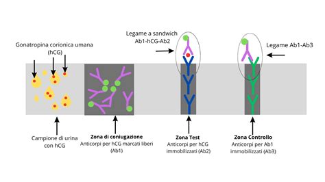 Come Funzionano I Test Di Gravidanza La Spiegazione Scientifica